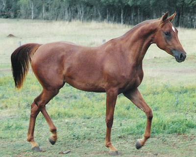 Charaway Arabians, Australia
